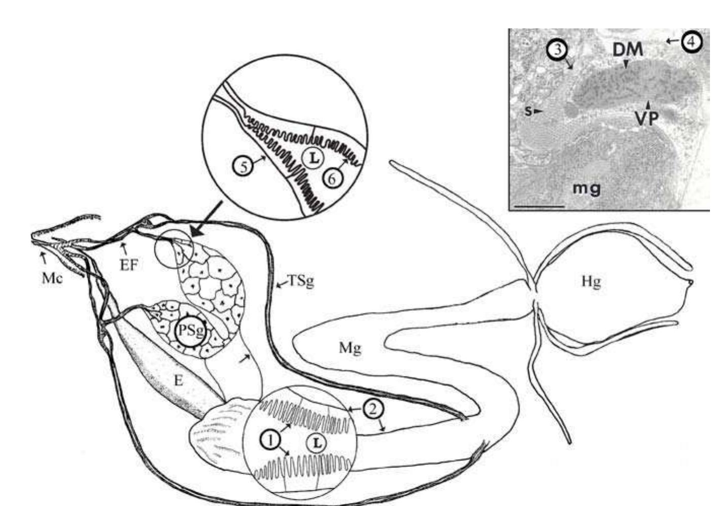 Thrips internal organs and their putative role in virus