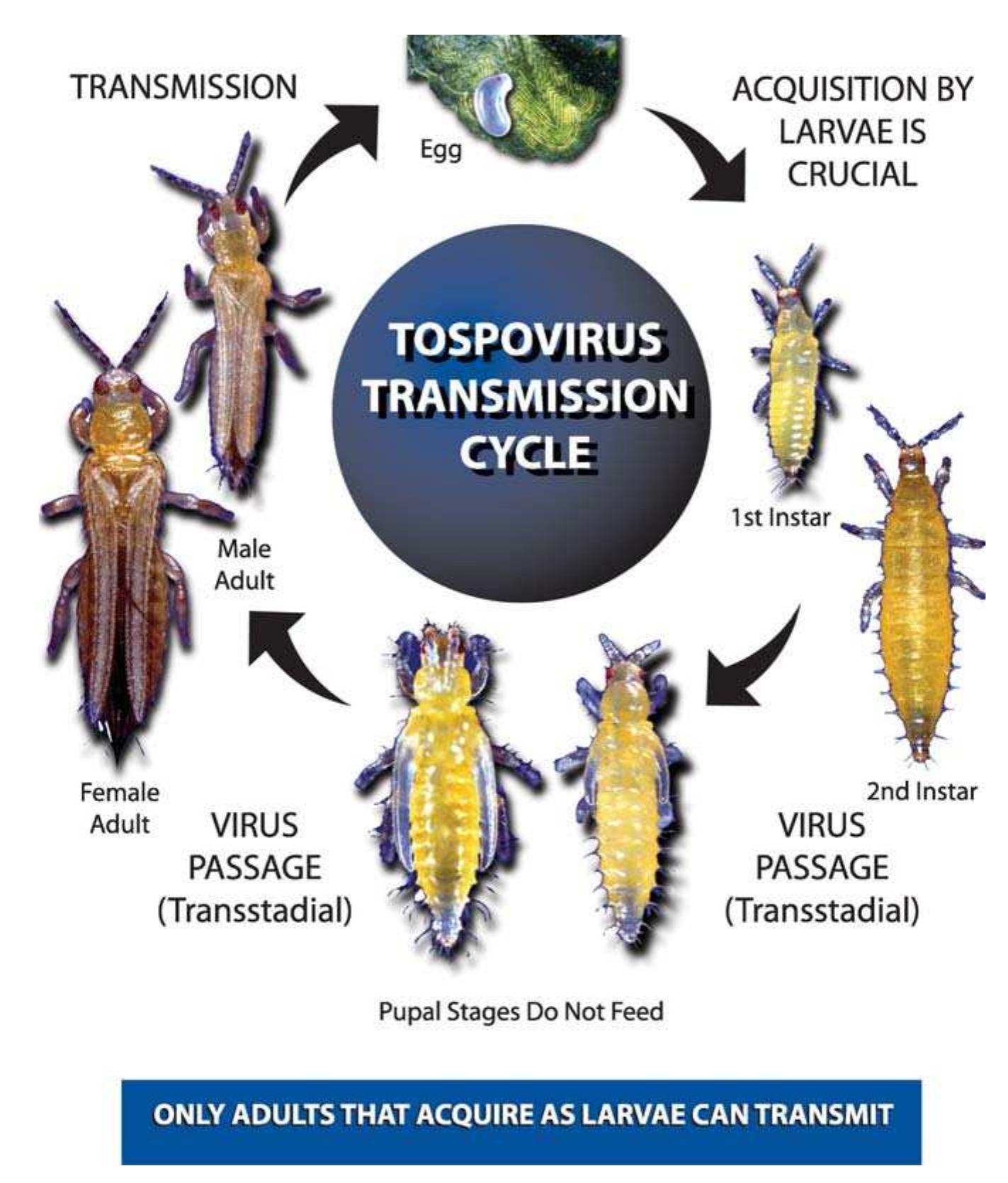 Graphic representation of the thrips life cycle and the