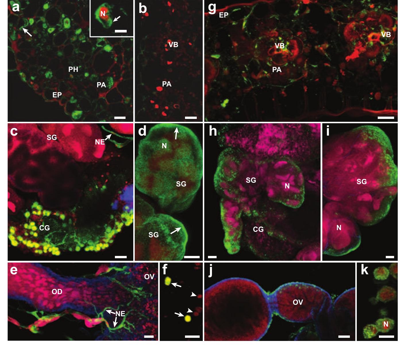 Immunofluorescence localization of mmv, rhabdoviridae (a-f),