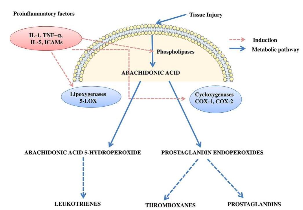 Metabolic pathway of arachidonic acid. arachidonic acid is