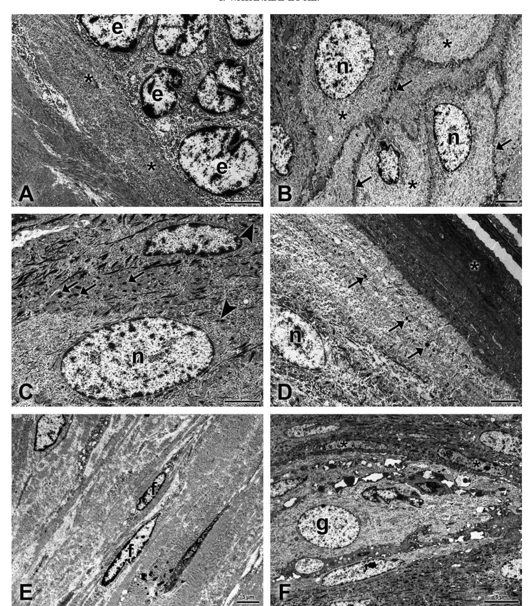 A: the features of the epithelial basal cells (e) and the
