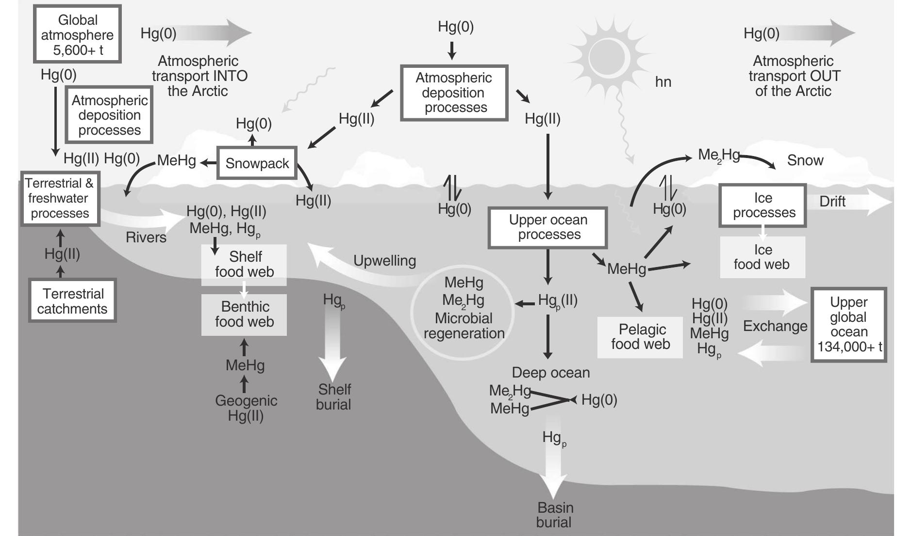 Atmospheric, terrestrial, and oceanic pathways deliver hg to