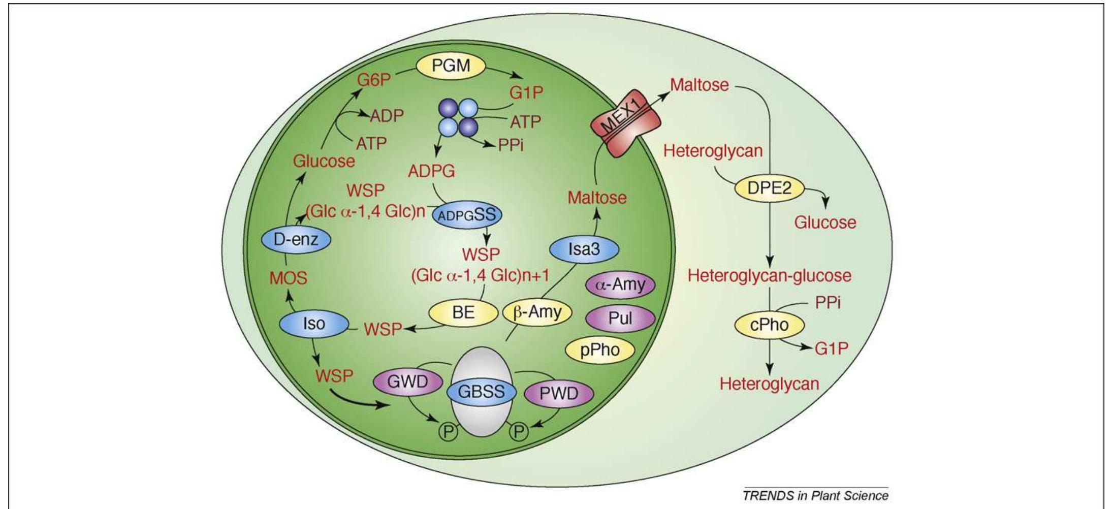 The pathway of starch synthesis and degradation in