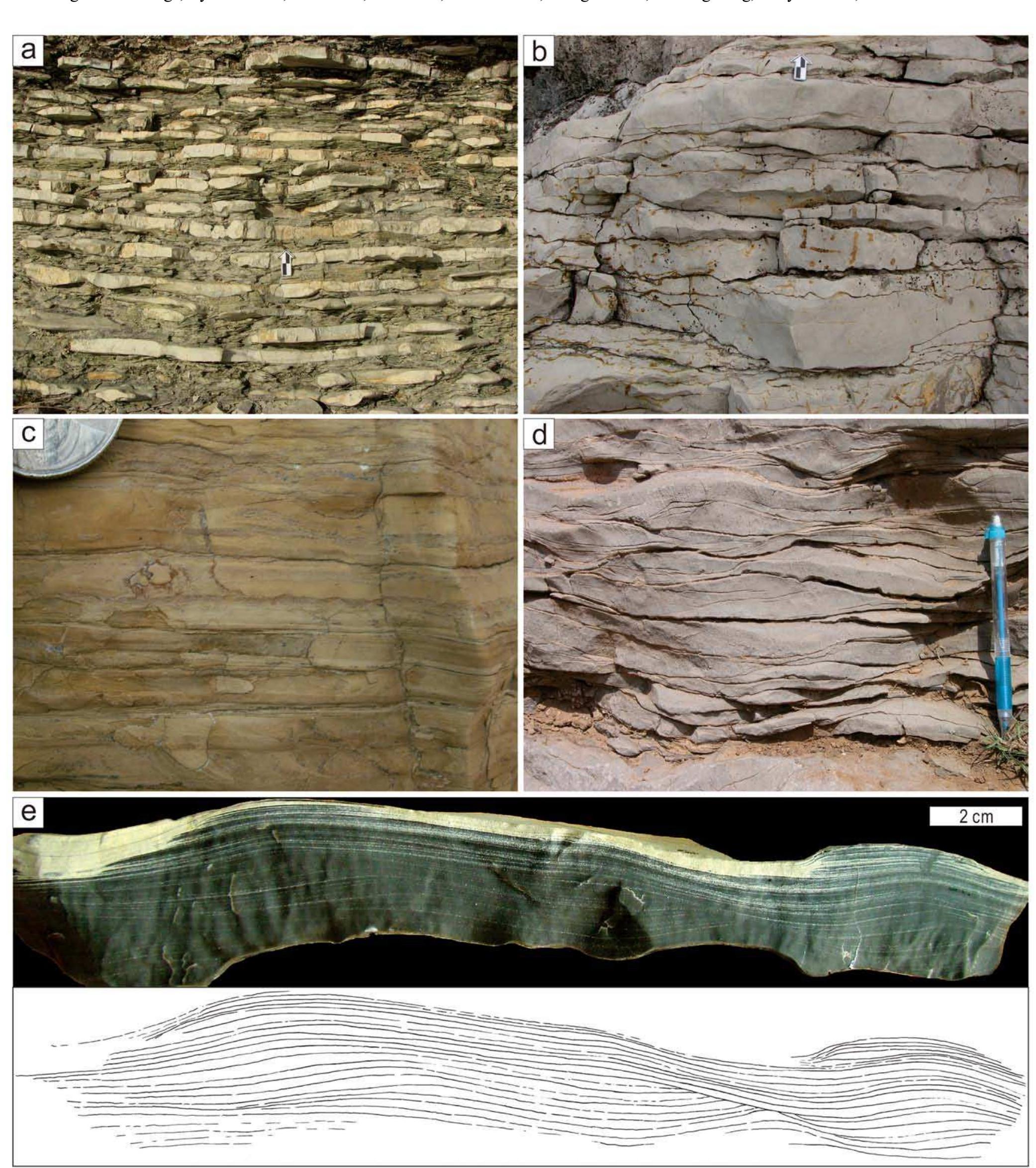 Photographs of representative carbonate lithofacies. (a)