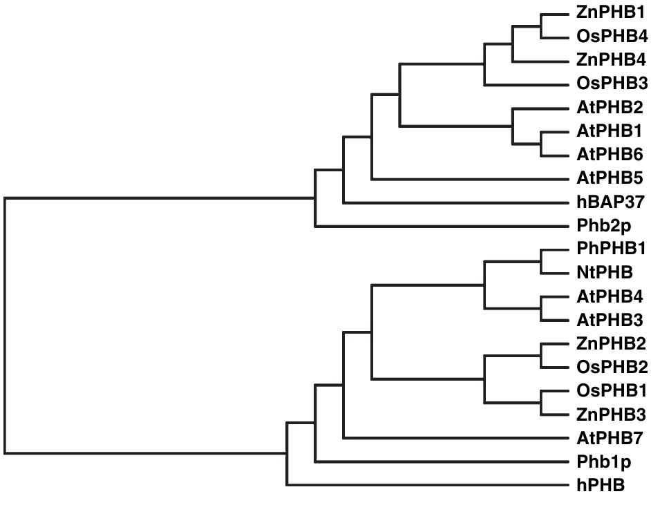 Phylogenetic tree for deduced amino acid sequences of