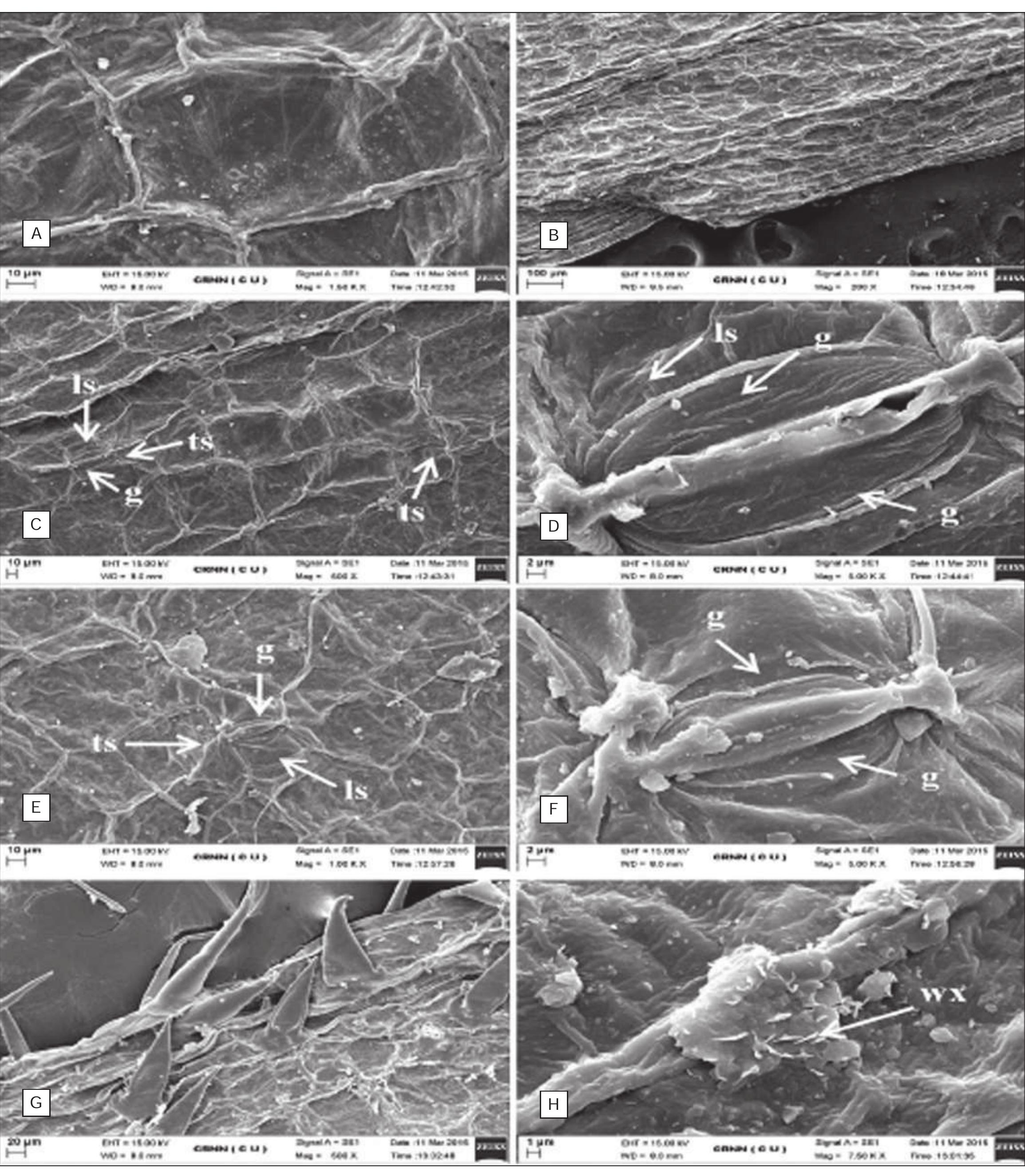 A-d. sem photographs of upper epidermal surface of