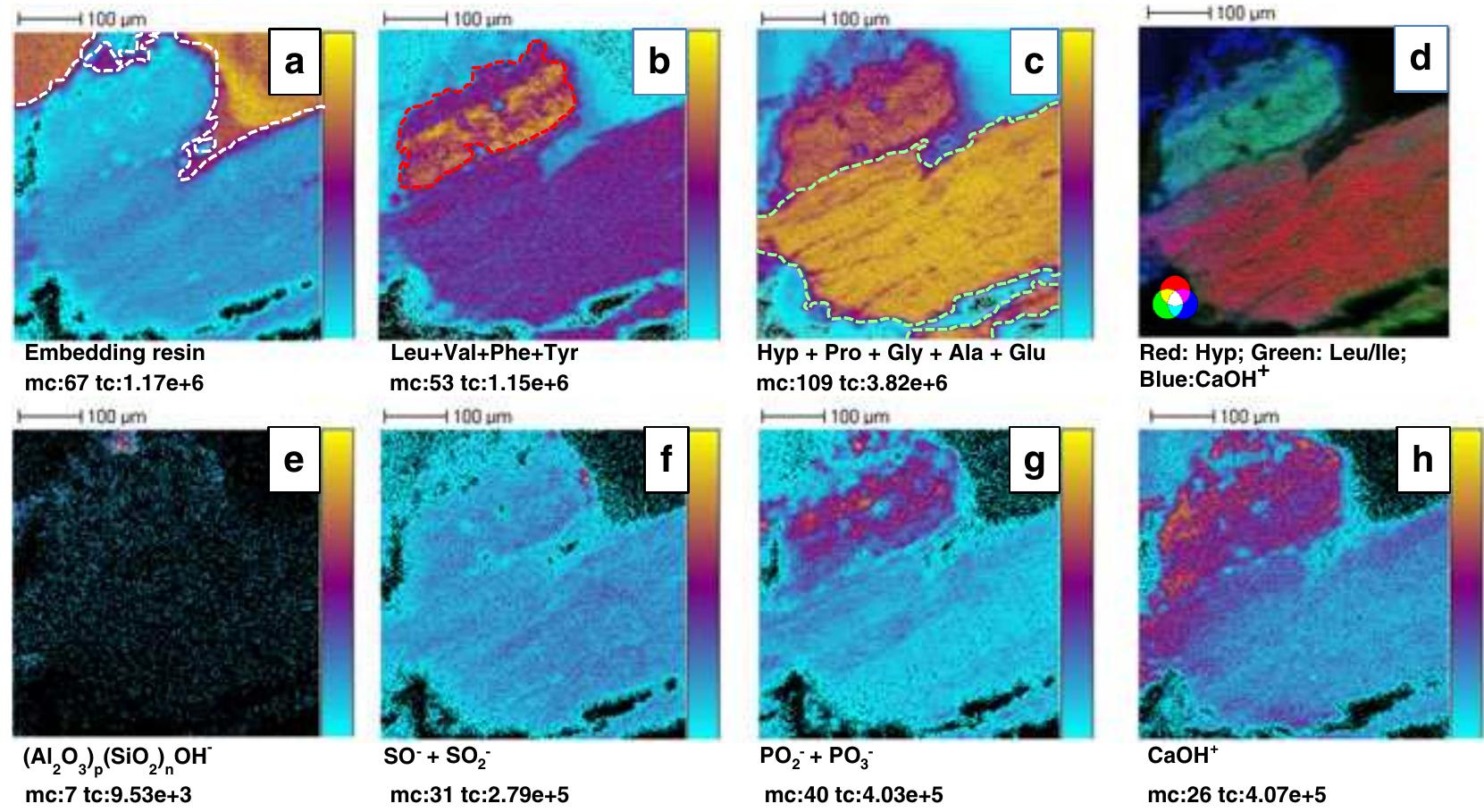 Tof-sims ion images of the mummy skin cross section. (a):