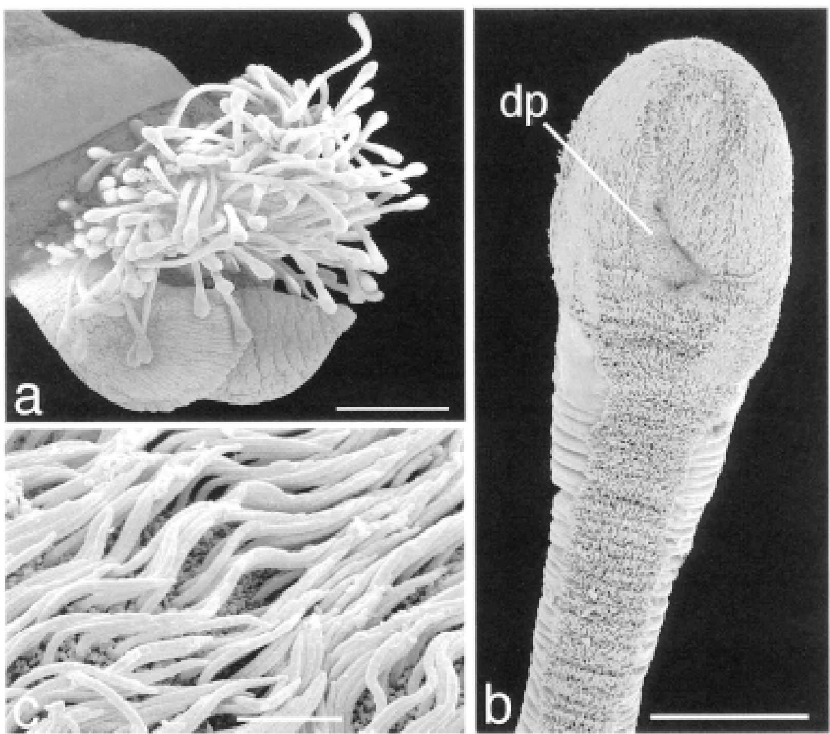 2 a. captacular mass of laevidentalium lubricatum with