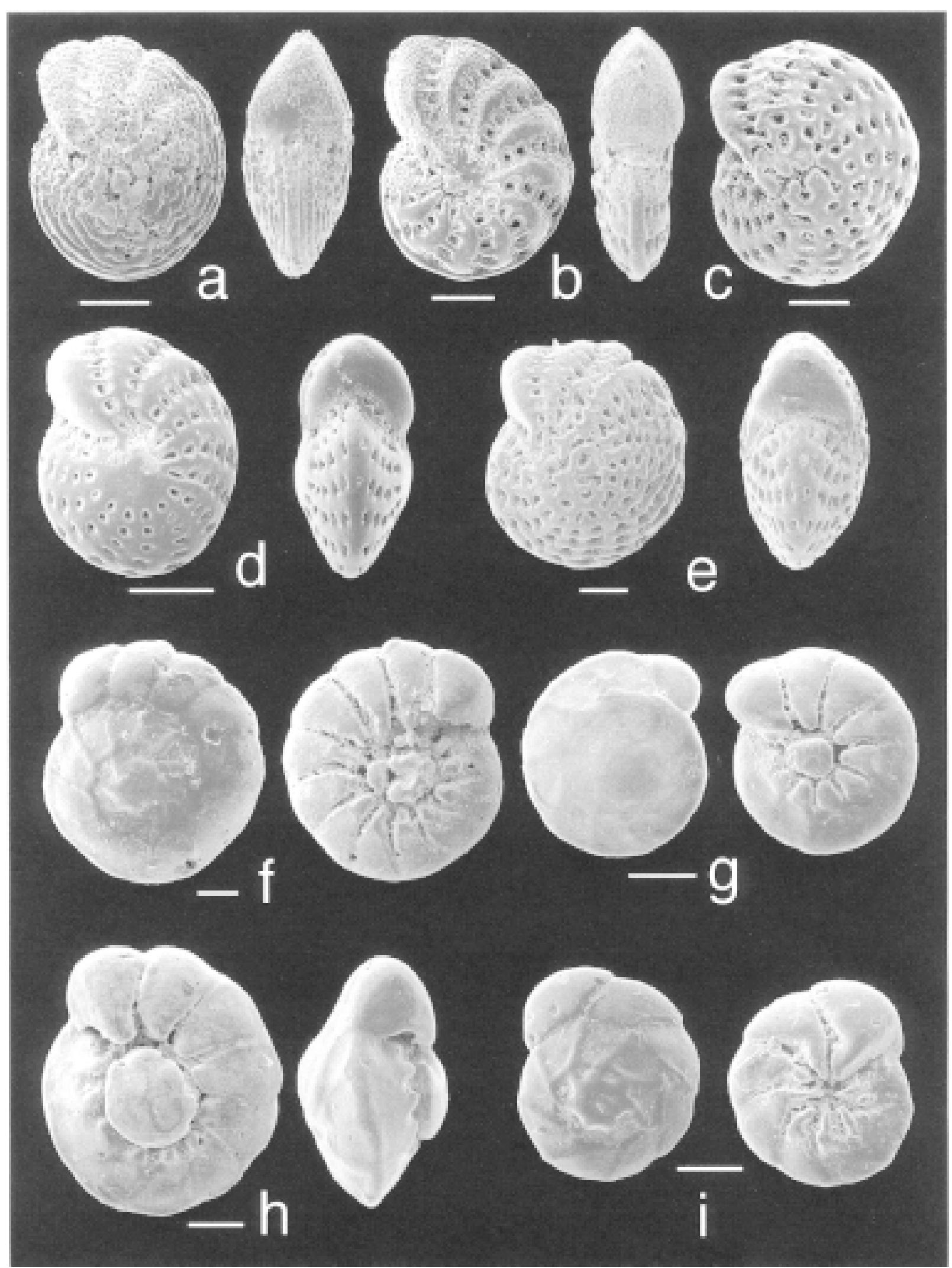 Foraminifera from sediment samples in withnell bay, see text