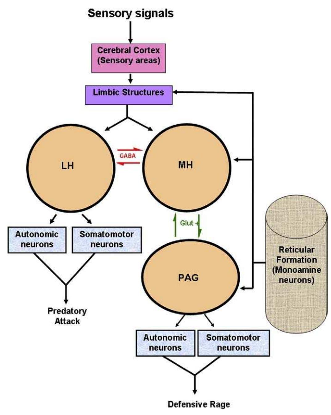 Schematic diagram illustrating the relationships of the