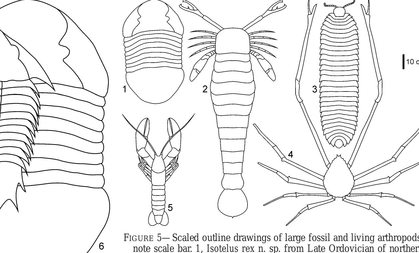 Figure 5 - The World's Biggest Trilobite—Isotelus Rex New