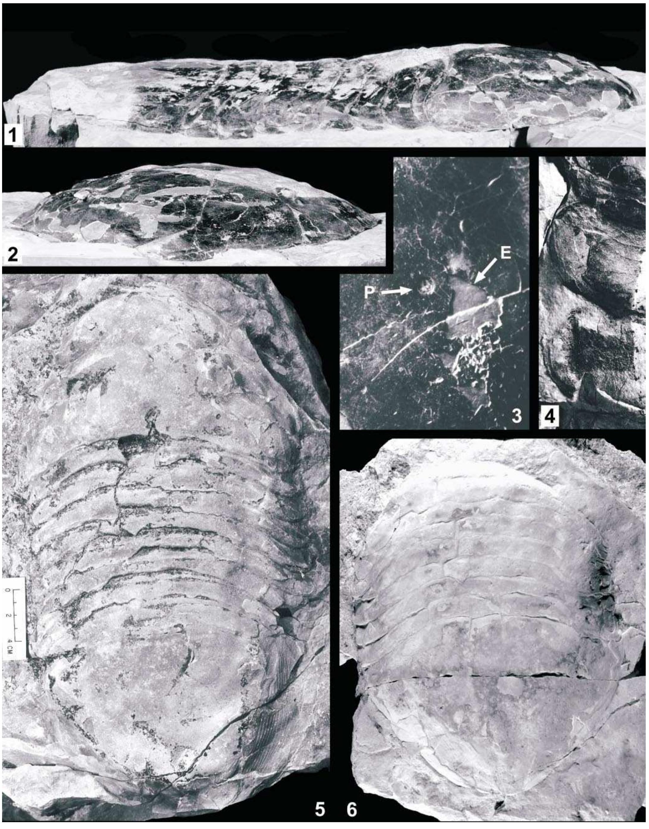 Figure 6 - The World's Biggest Trilobite—Isotelus Rex New