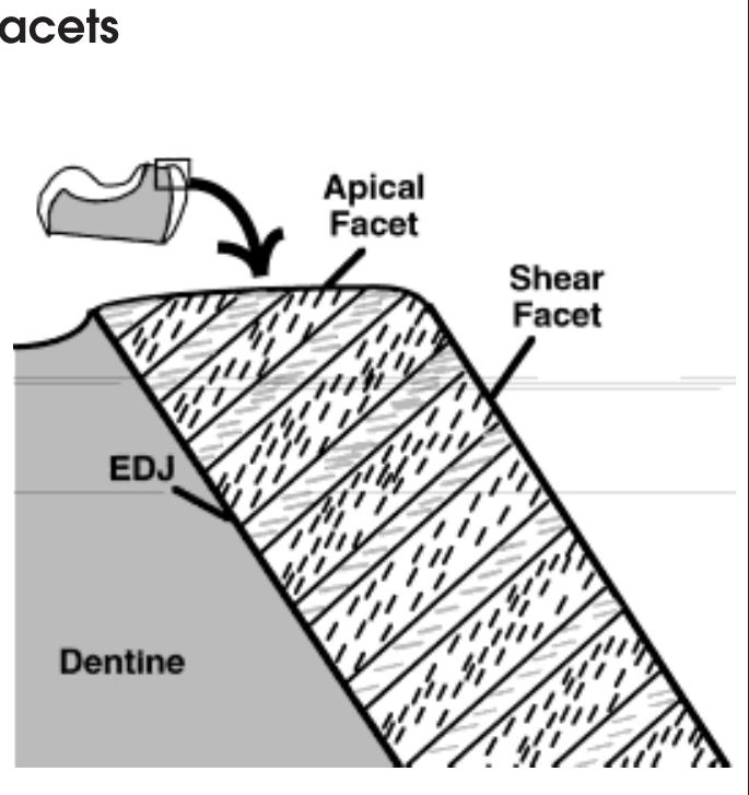 A. schematic diagram of a longitudinal section through a