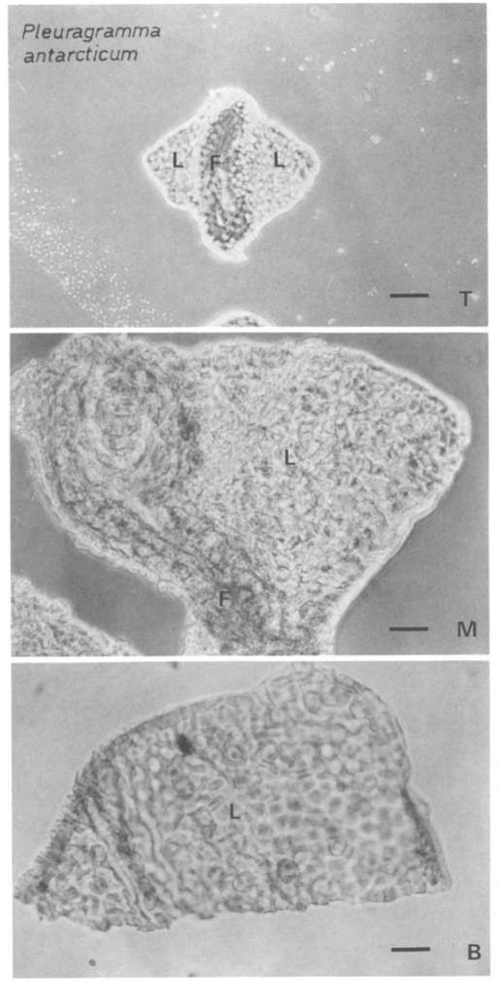 P. antarcticum. the micrographs show the typical shapes of