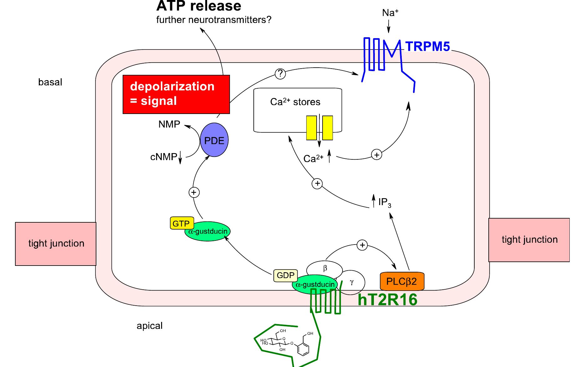 Actual bitter taste transduction mechanisms (combined and