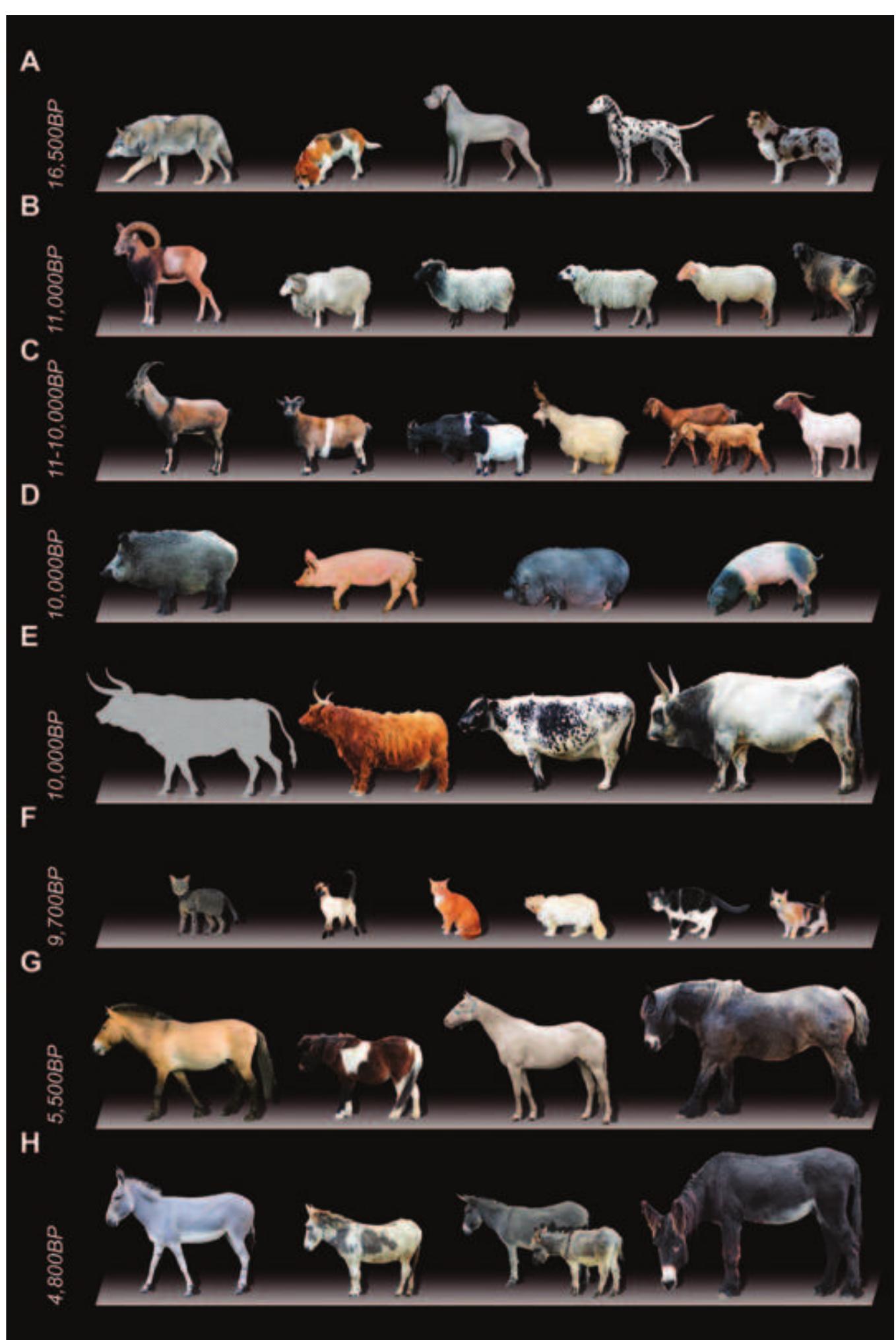 Figure 1 - from Colours of domestication