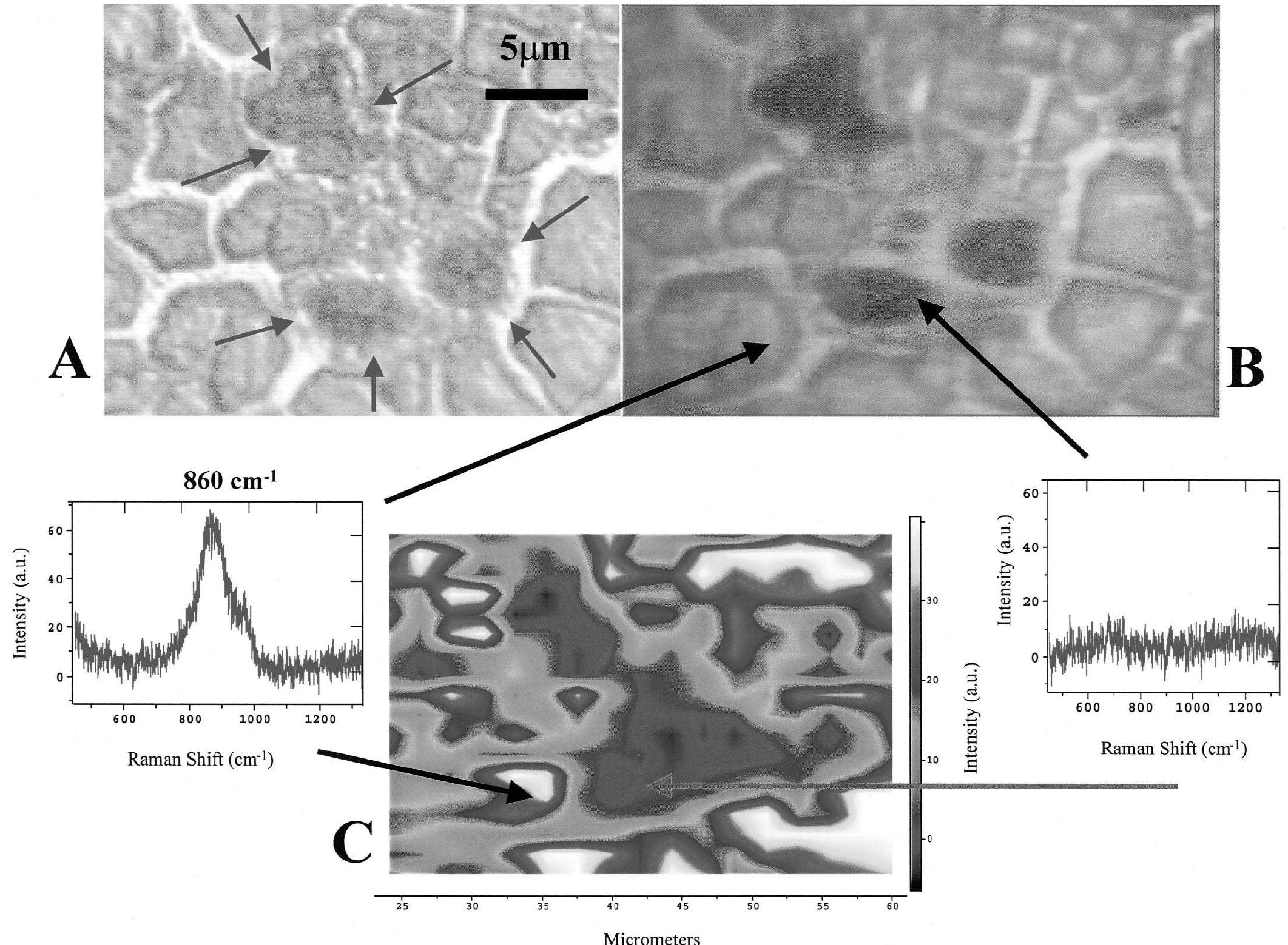 Micrograph (a) and raman overlay (b) of an s-phase particle