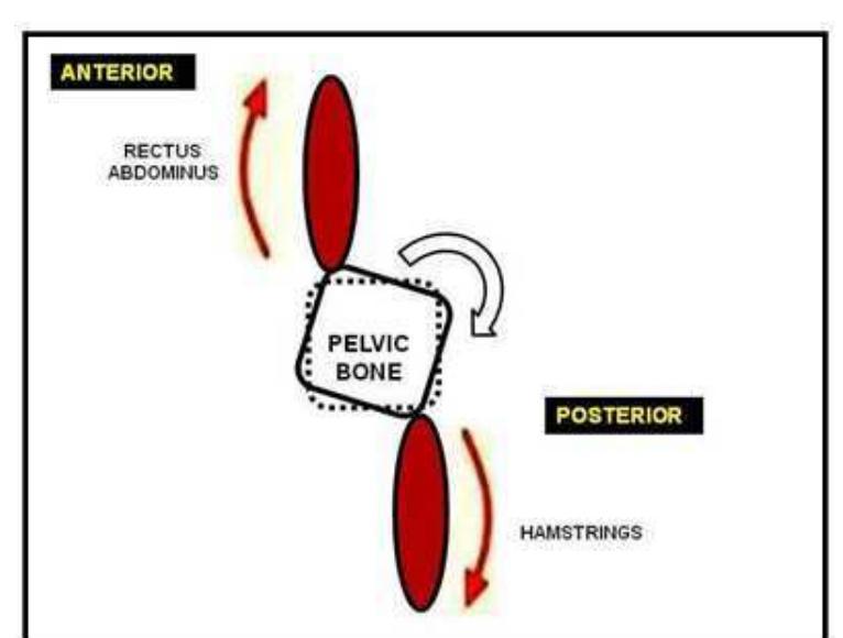 Anterior rotation muscles 2. rotational movement of