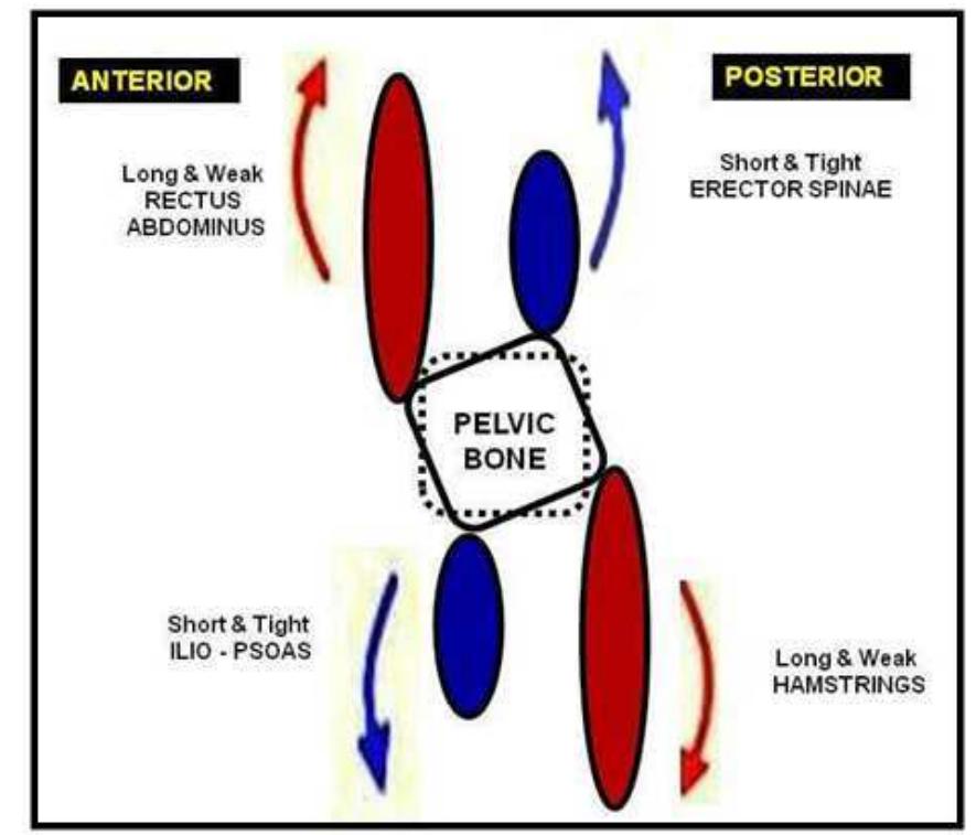 Muscles involved in anterior innominate stuck anterior