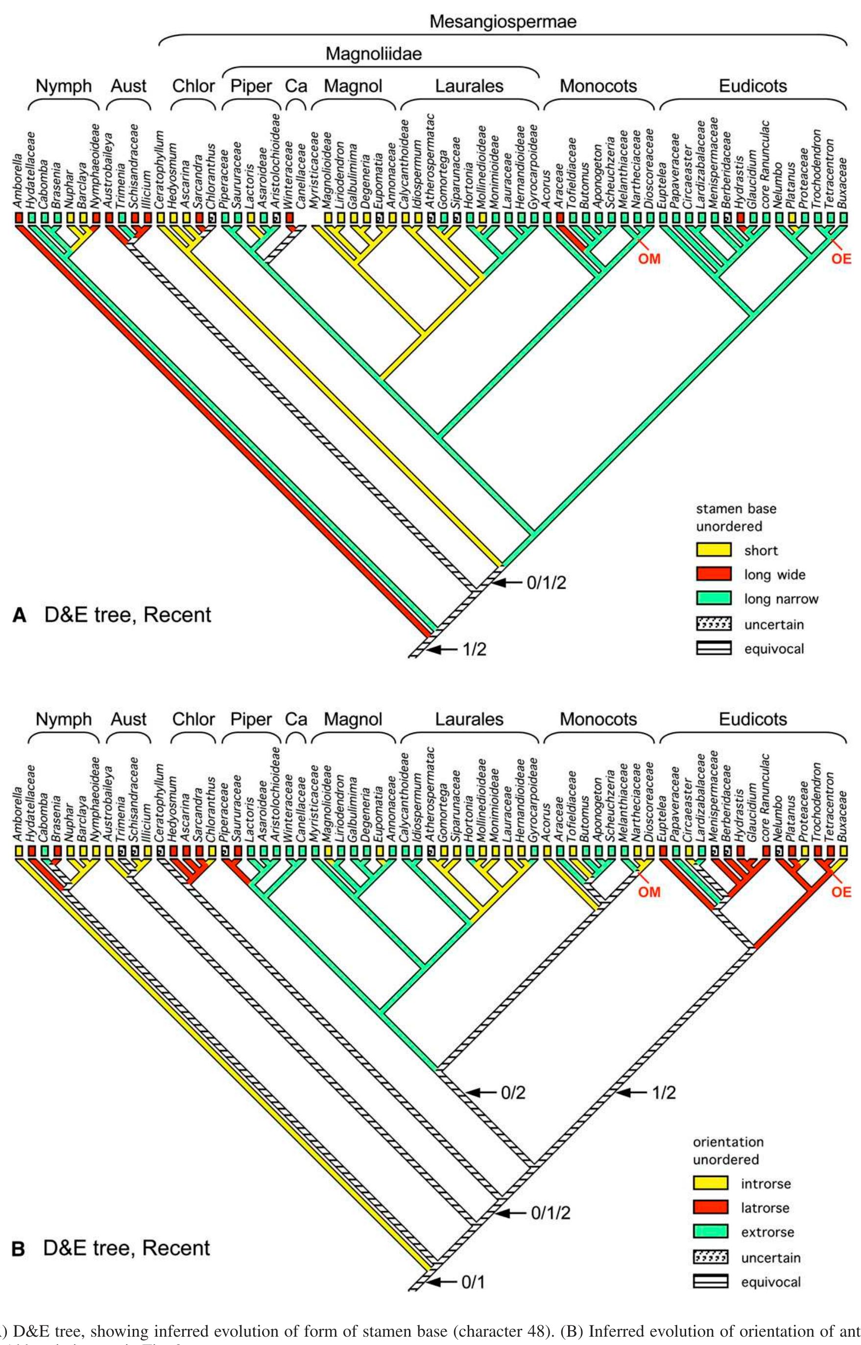 Figure 7 - Reconstructing the ancestral angiosperm flower