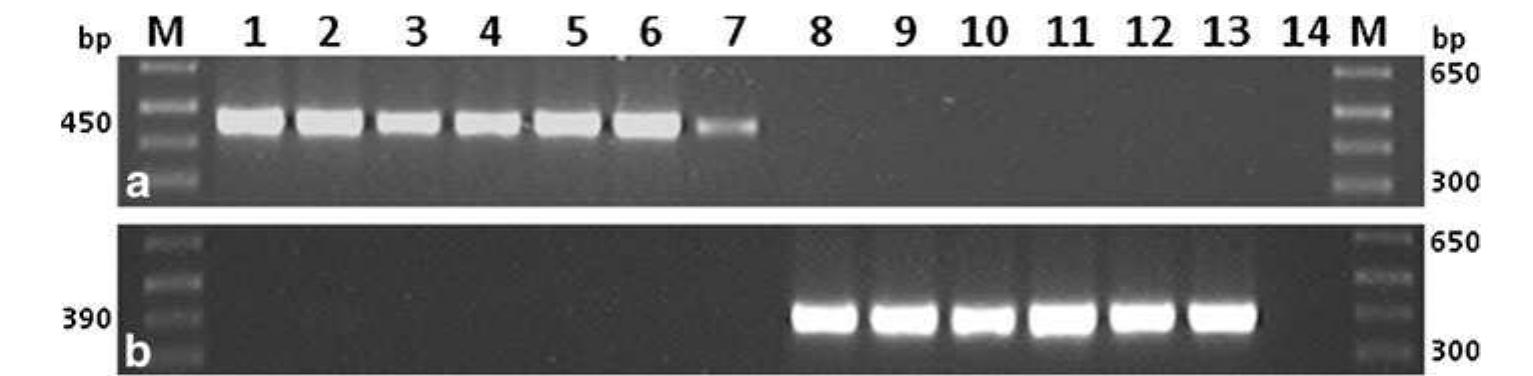 Of c. capsici. lane m, dna marker (1 kb dna ladder); /anes