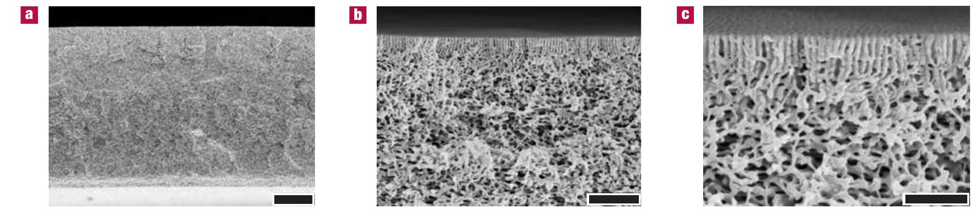 Sem images of the cross-sectional morphology of the