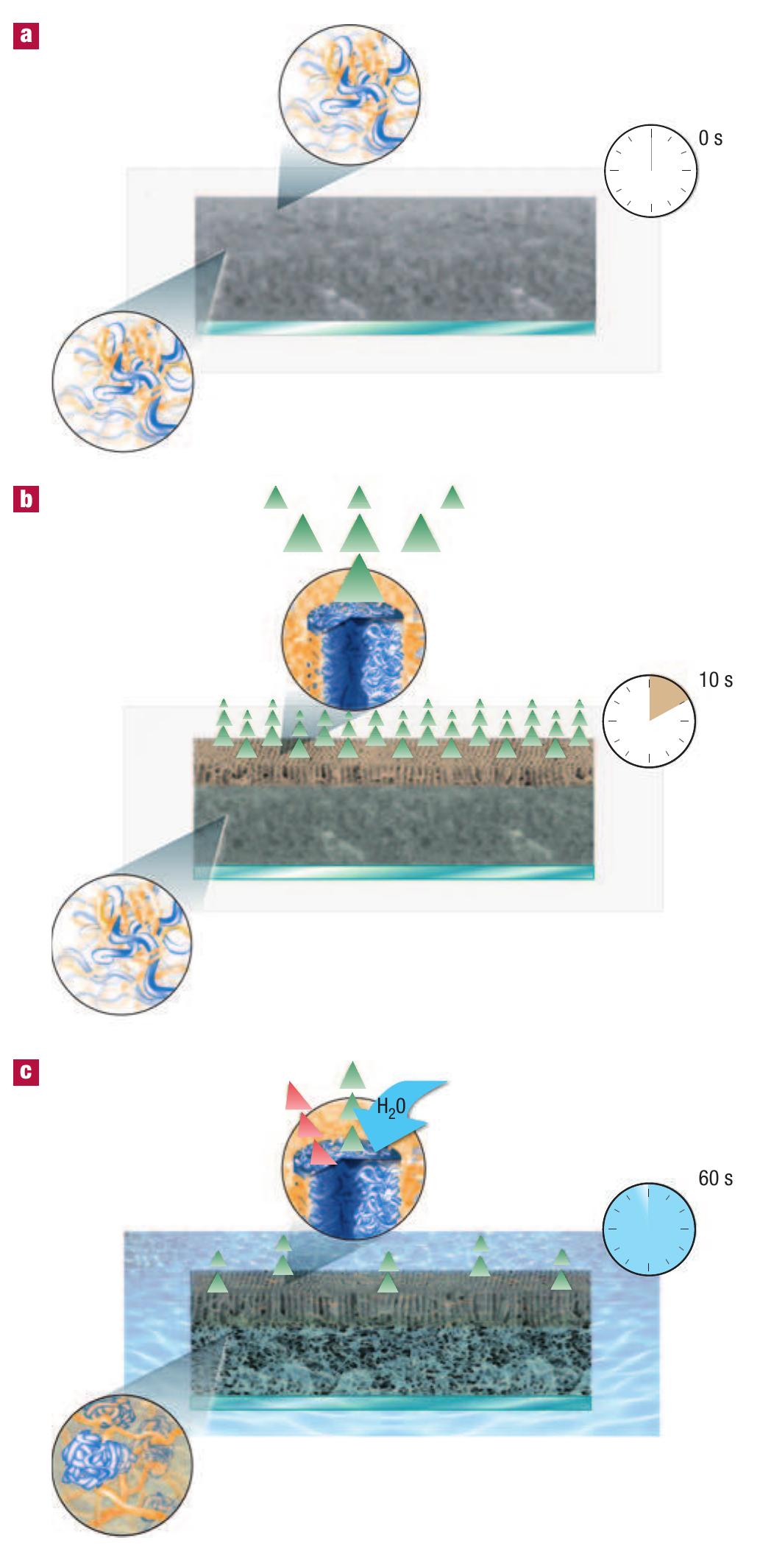 Schematic diagram of the asymmetric film formation process.