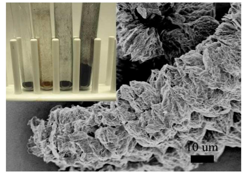 Sem of a mw-exfoliated sample showing the accordion-like