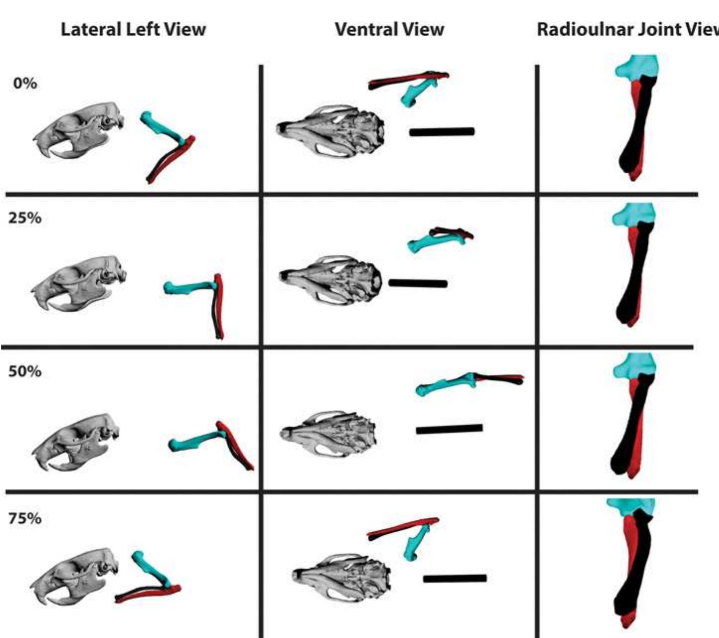 Lateral, ventral, and radioulnar joint views of the humerus
