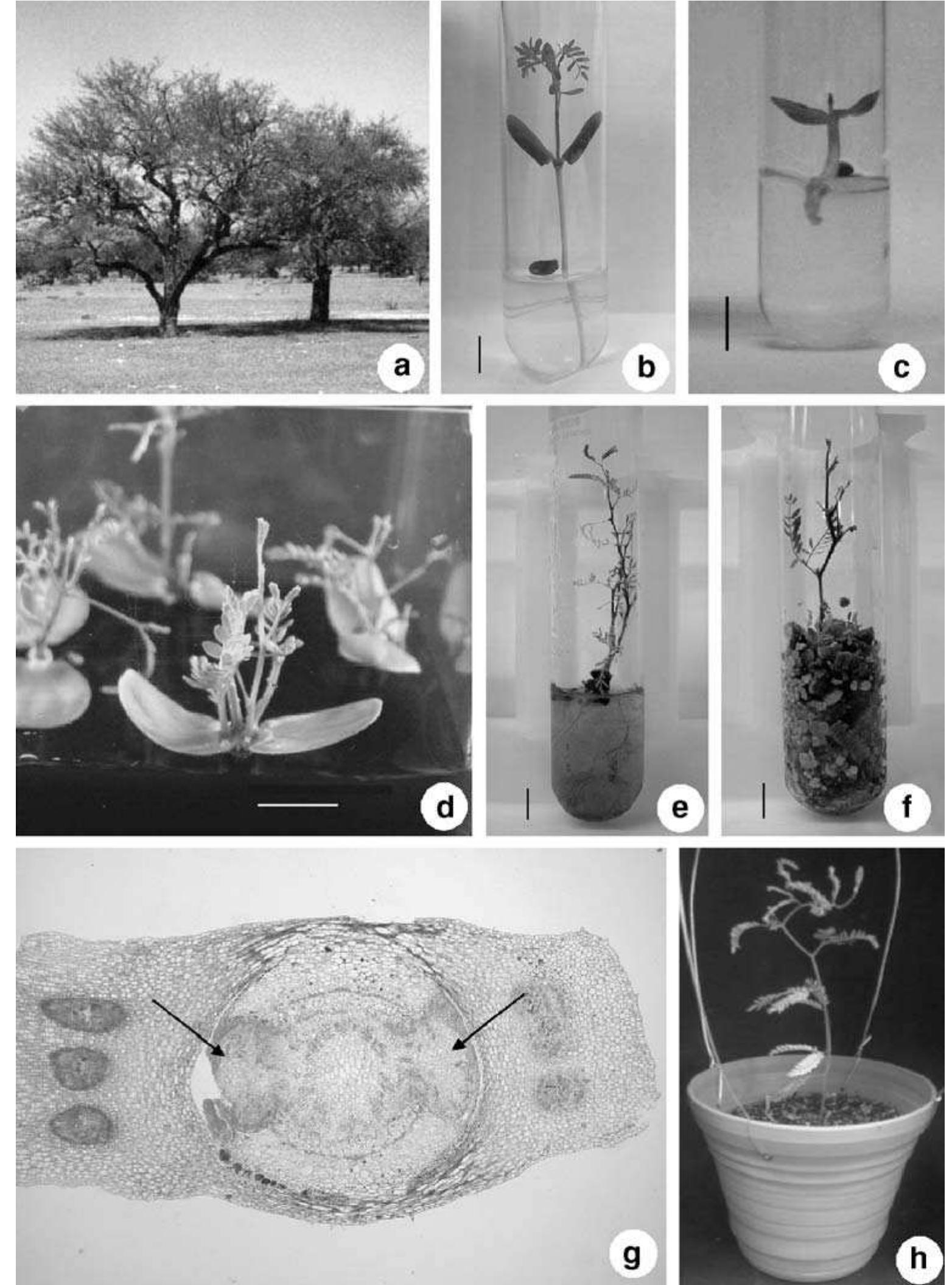 Plant material and scarification. mature brown pods were