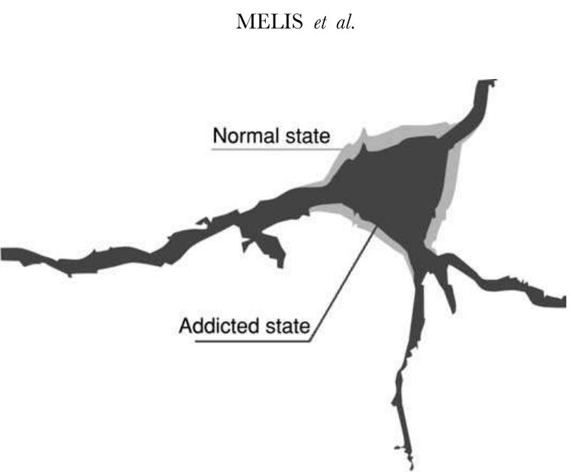 Fic. 1. schematic drawing of ventral tegmental area (vta)
