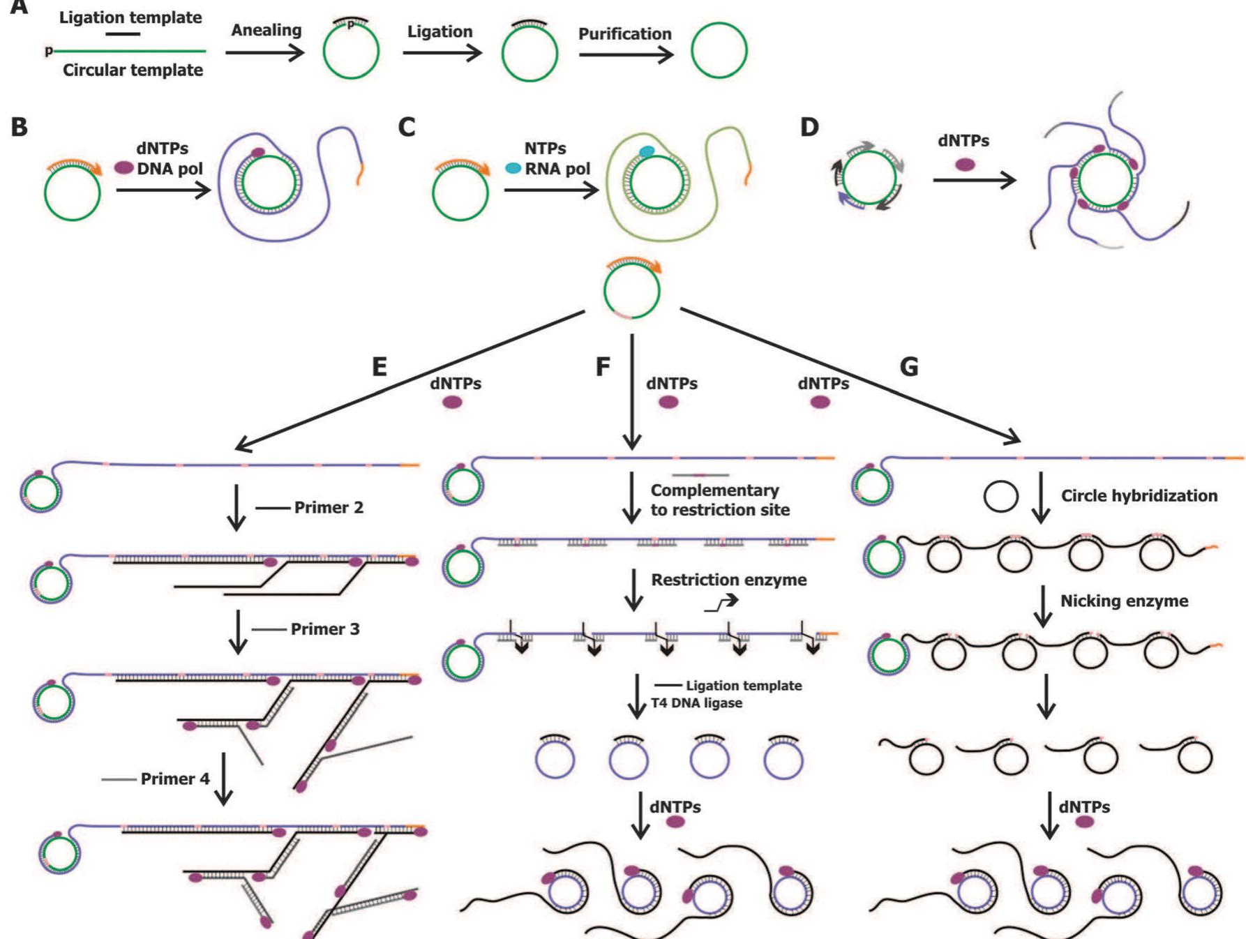 Schematic illustration of the basic principles of rca. (a)
