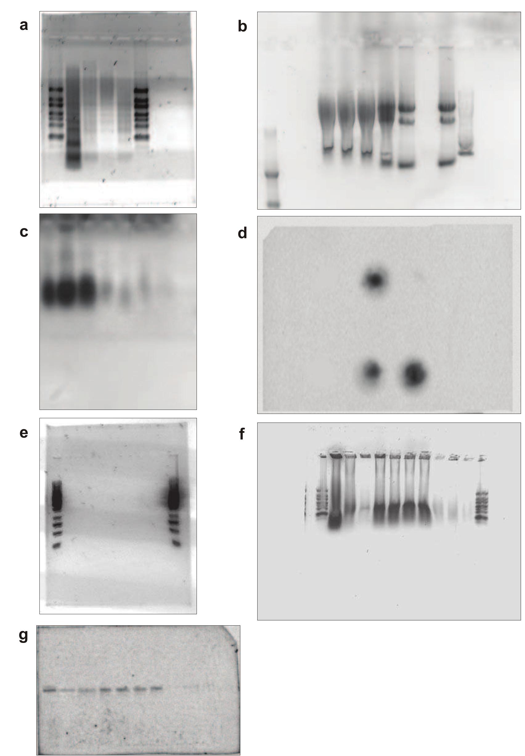 Figure 9 - Exosome-mediated transfer of mRNAs and microRNAs