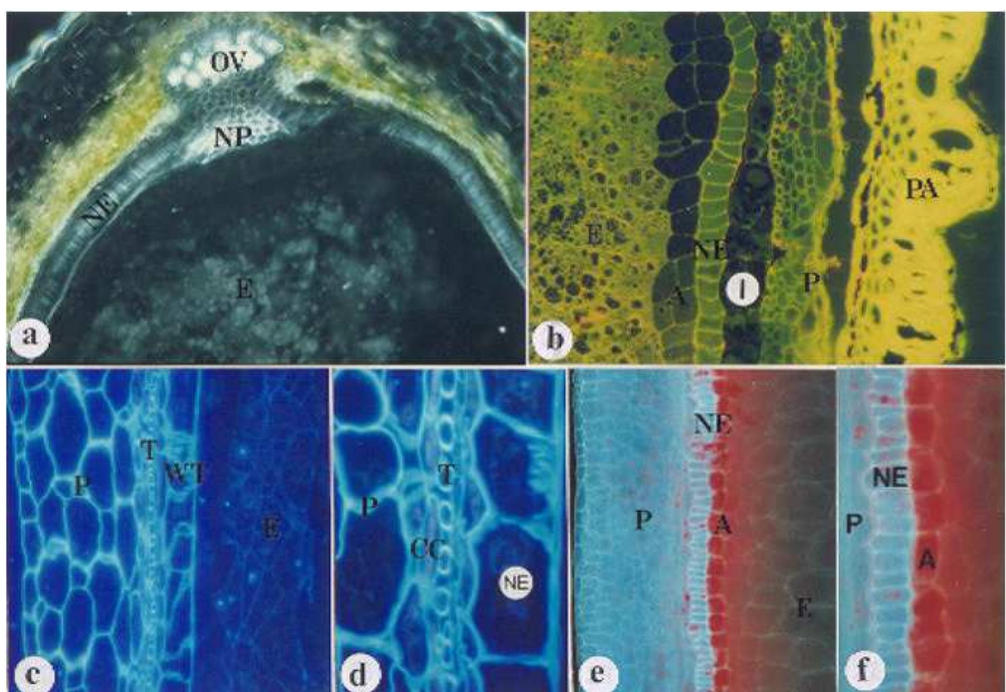 (a) transverse section of caryopsis 7 daf showing the