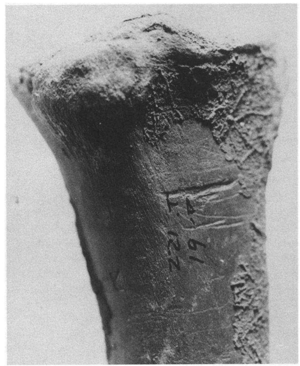 Example of cut marks found on more than 30% of the animal