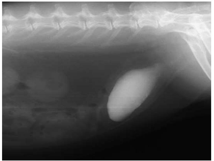Lateral radiograph of a rabbit abdomen. roentgen signs
