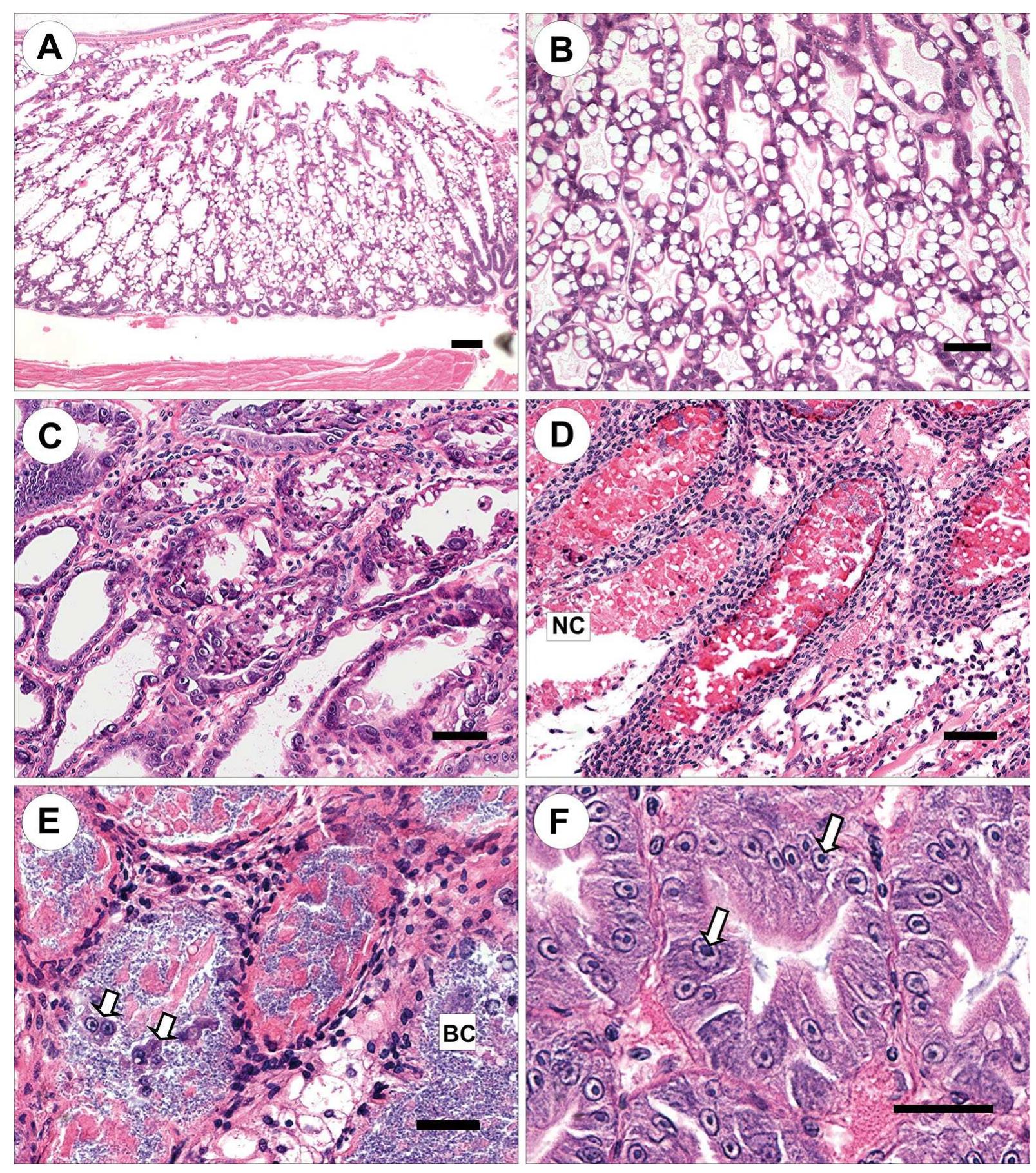 Penaeus vannamei. histological sections from the immersion
