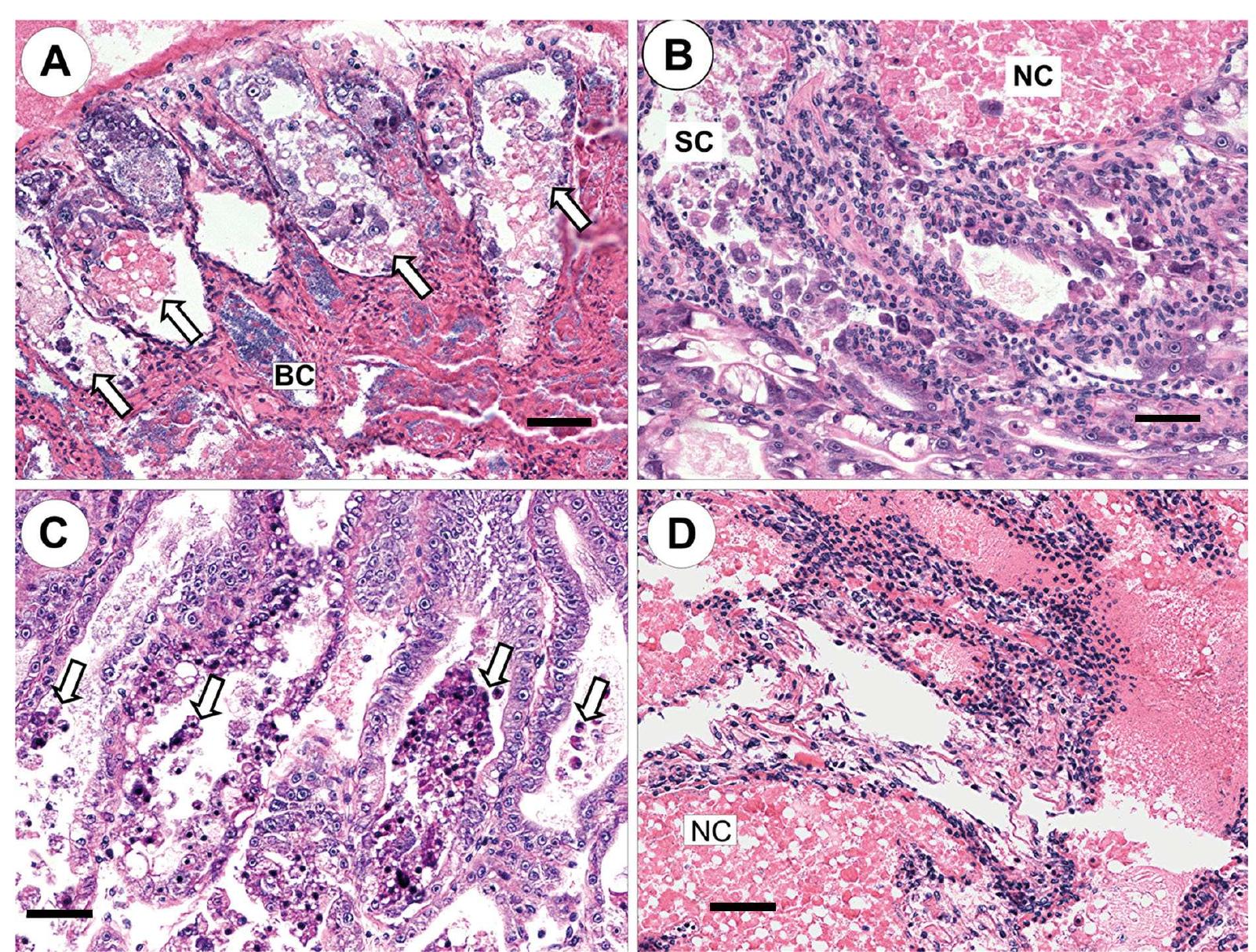 Penaeus vannamei. histological sections from the immersion