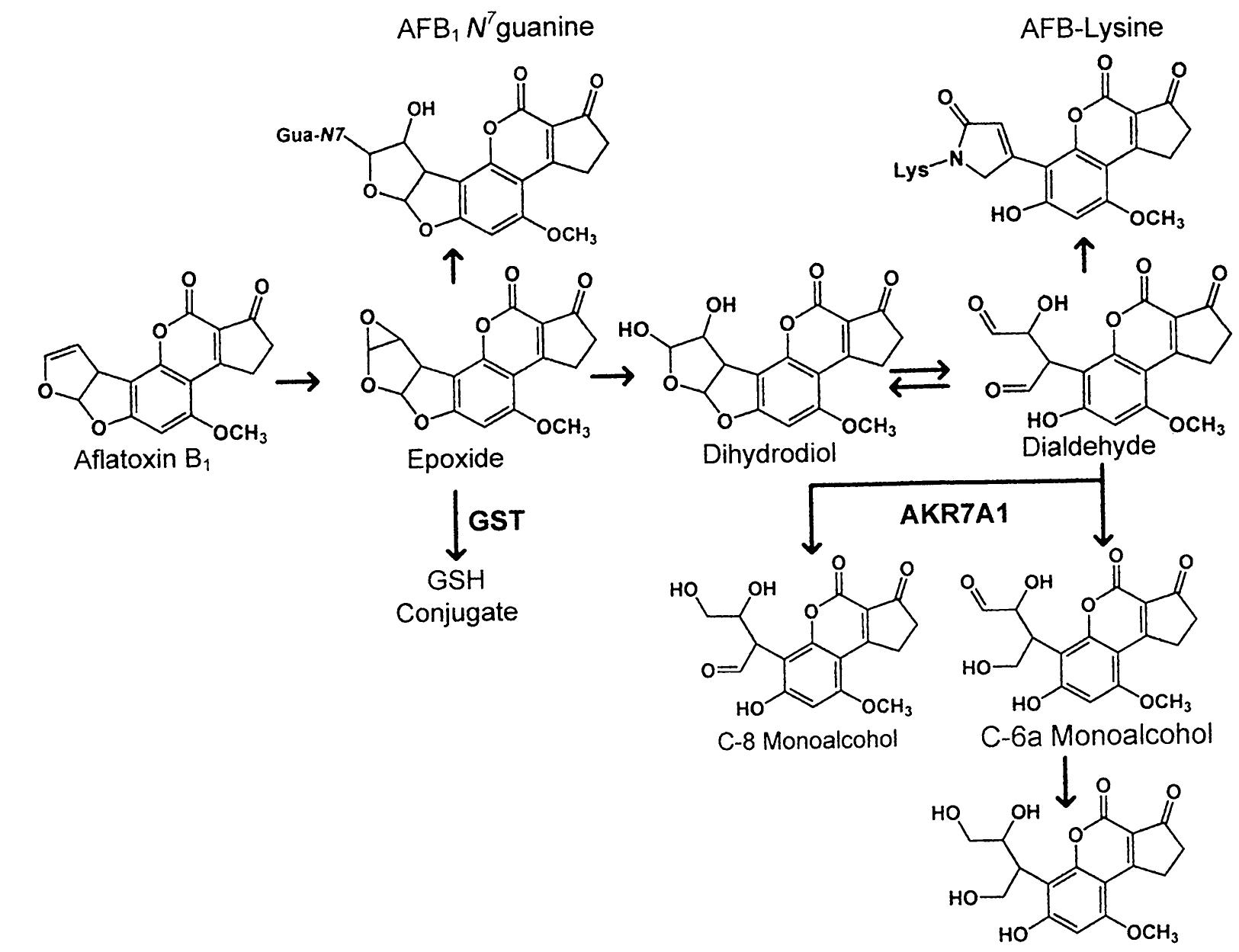Schematic of enzymatic and chemical conversion of afb, to