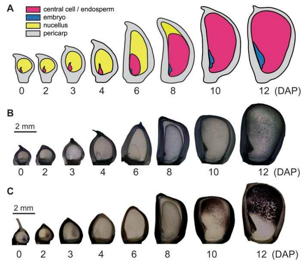 $1. developmental stages of maize kernel and endosperm
