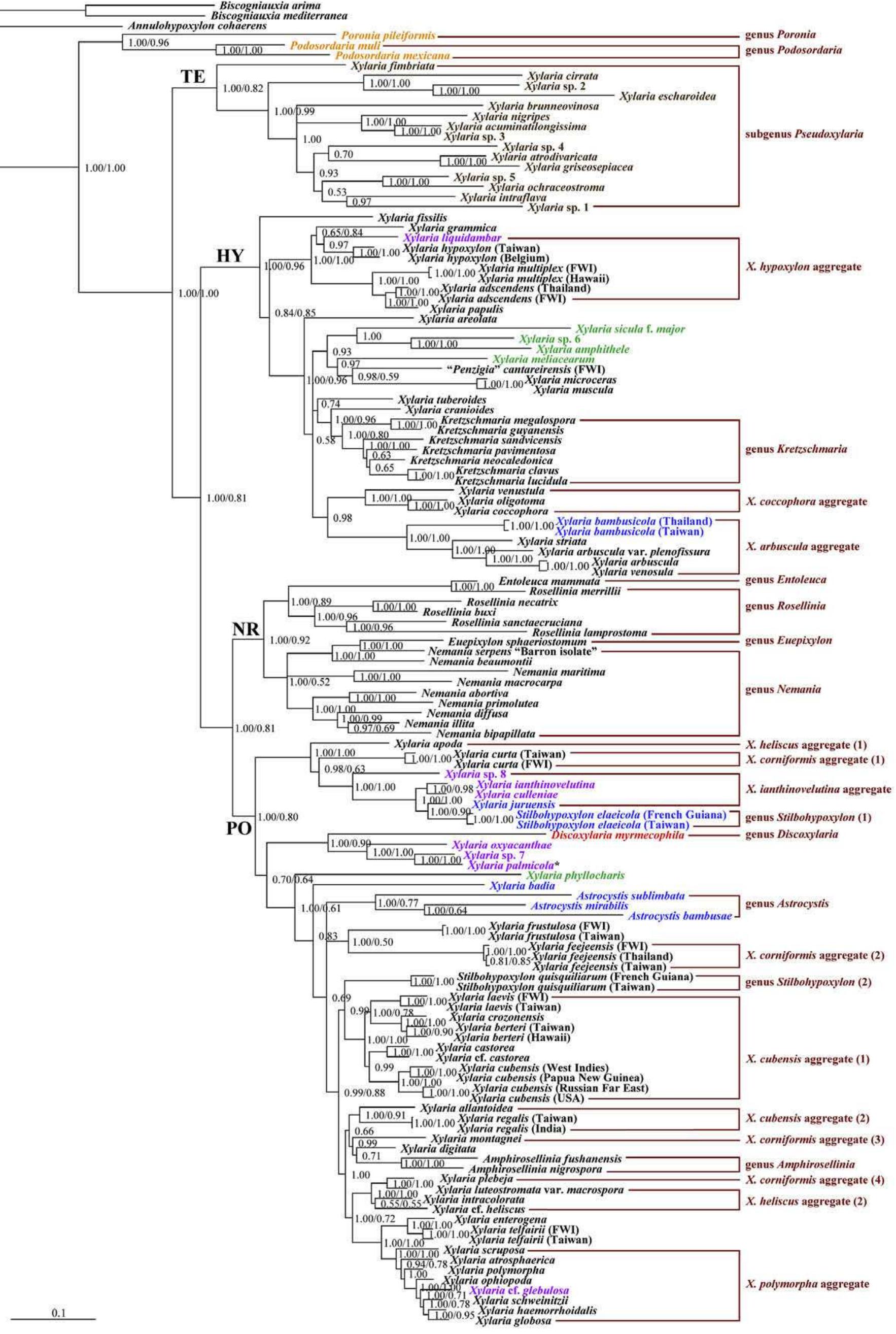 A phylogenetic tree generated by using ba analysis from the
