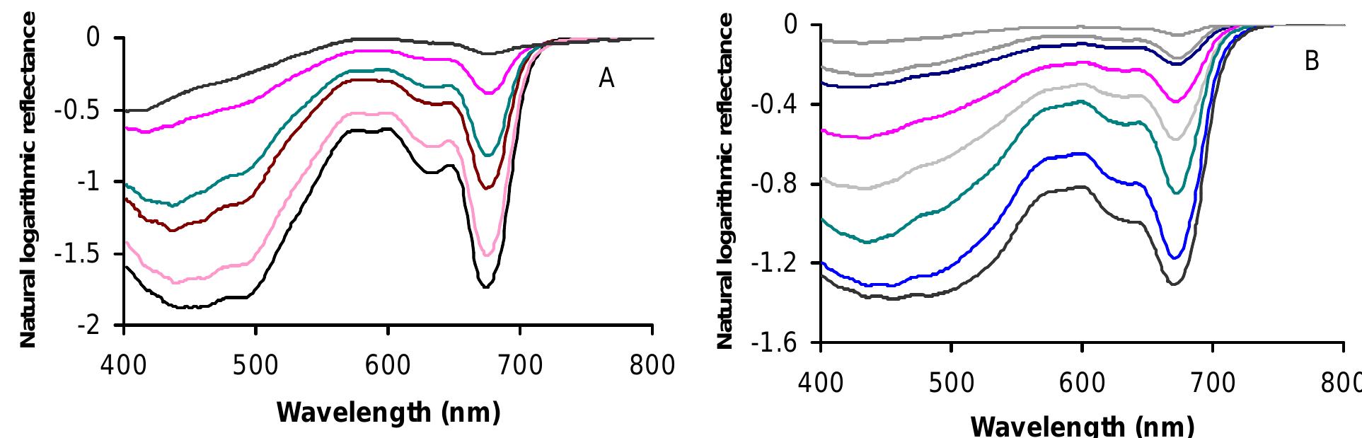 Benthic diatom reflectance spectra for a range of biomass