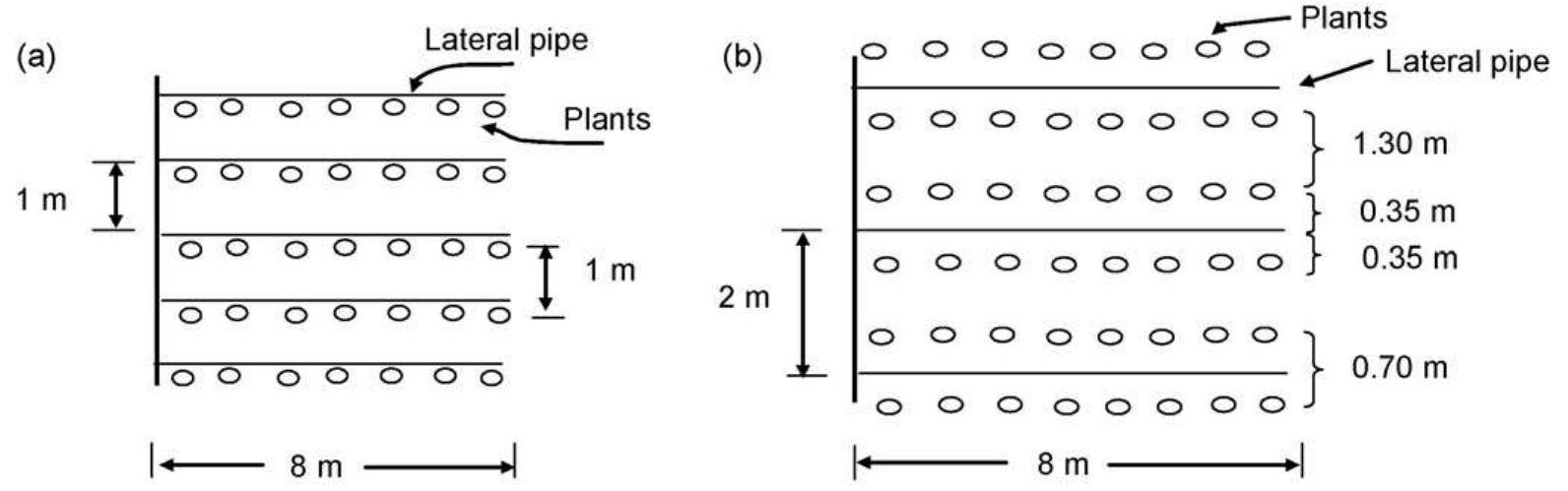 - the schematic layout of the lateral pipes and plants in