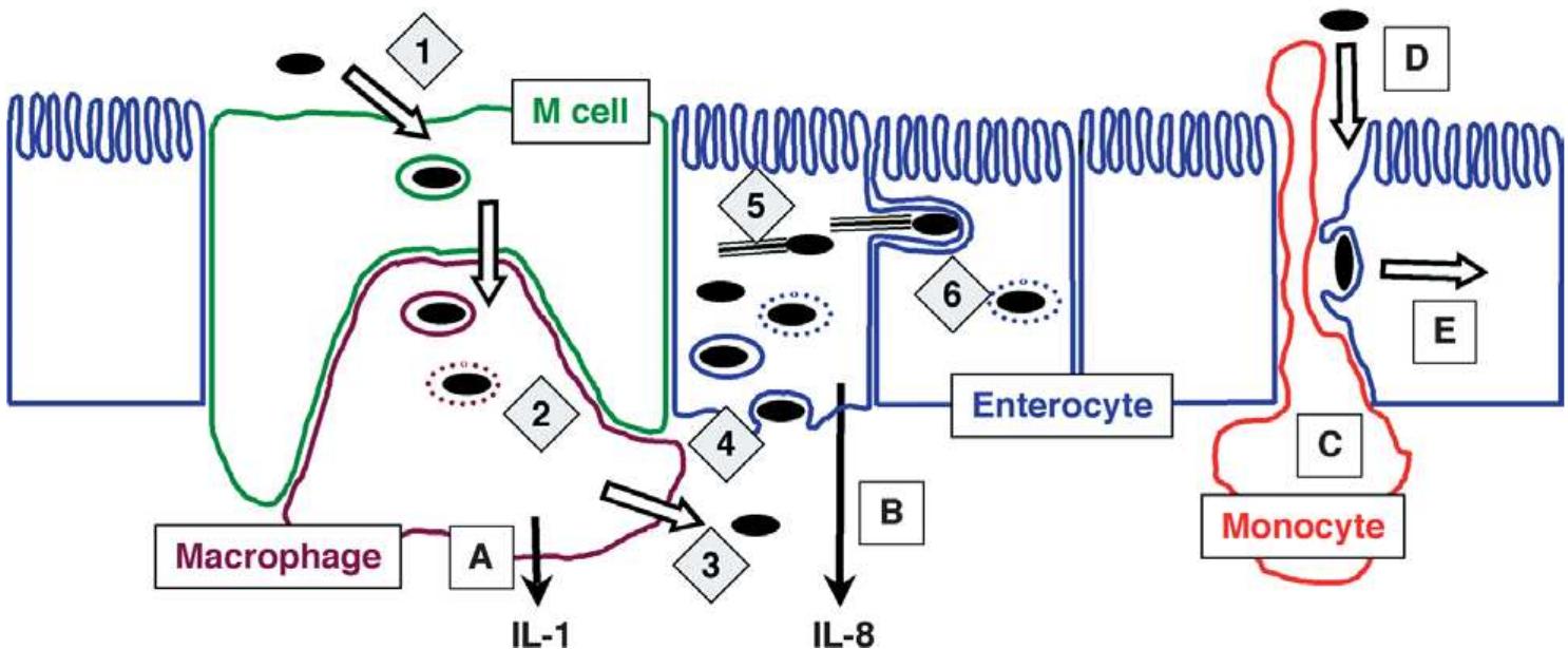 Model of pathogenesis induced by shigella spp. bacteria
