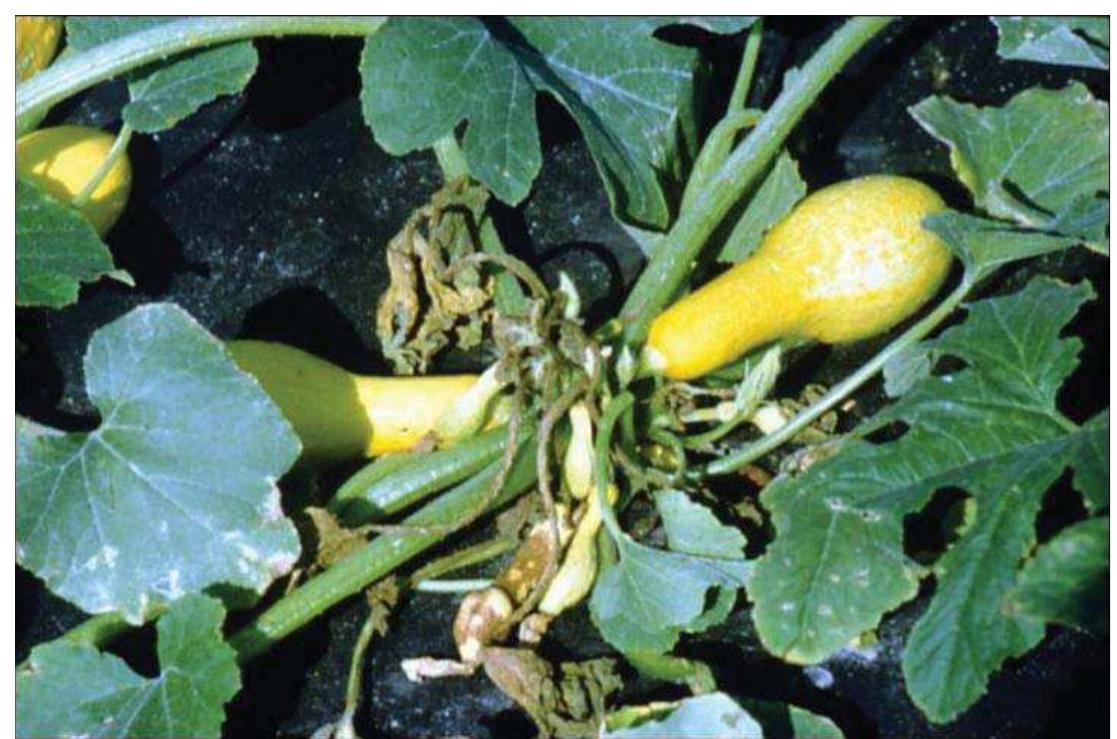 Foliar blight and fruit rot of yellow summer squash caused