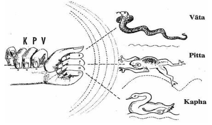 Shapes of waveform of vata, pitta and kapha pulses [1] the