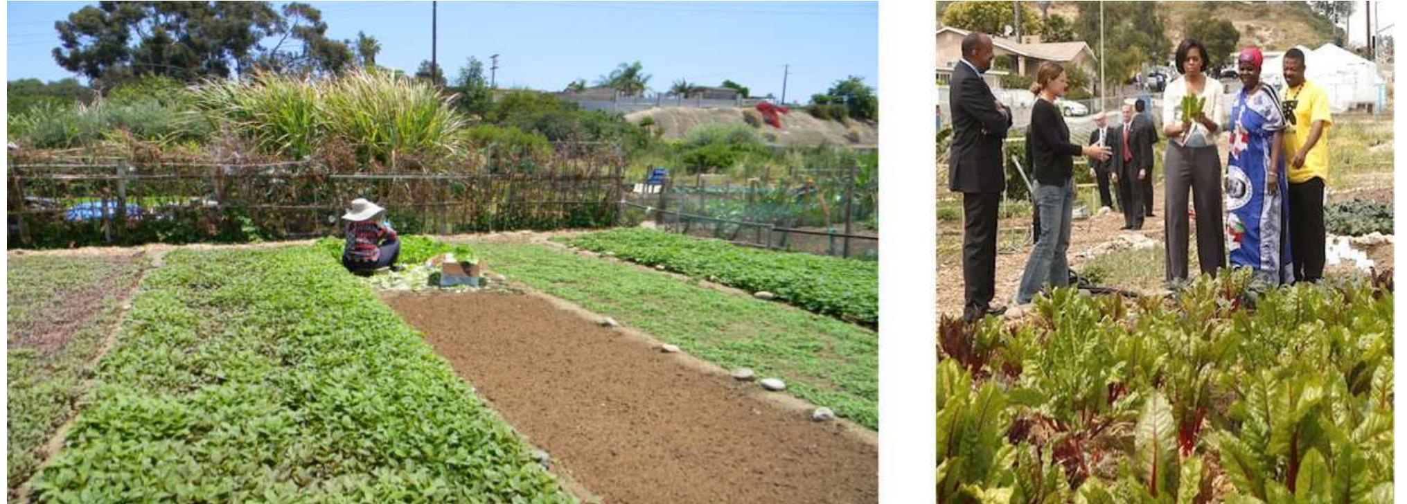 Pdf Challenging Inclusivity Urban Agriculture And Community 1657