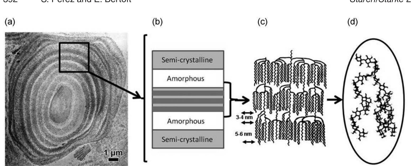 (PDF) The molecular structures of starch components and their ...