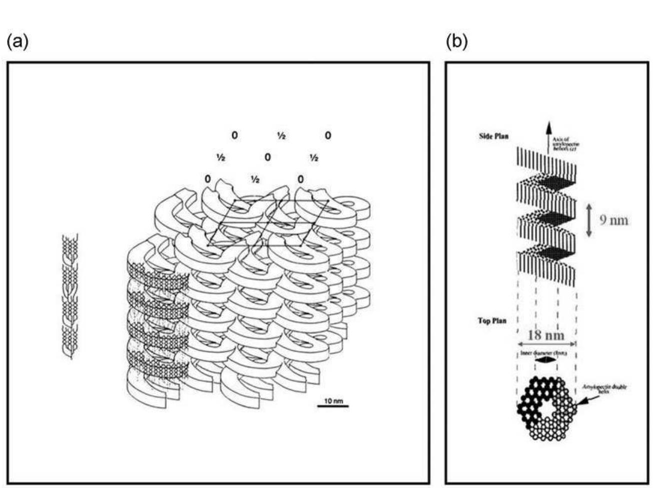 (PDF) The molecular structures of starch components and their ...