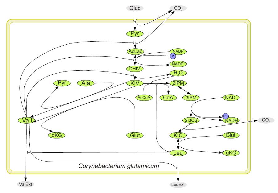 Process diagram of the val and leu synthesis in c.
